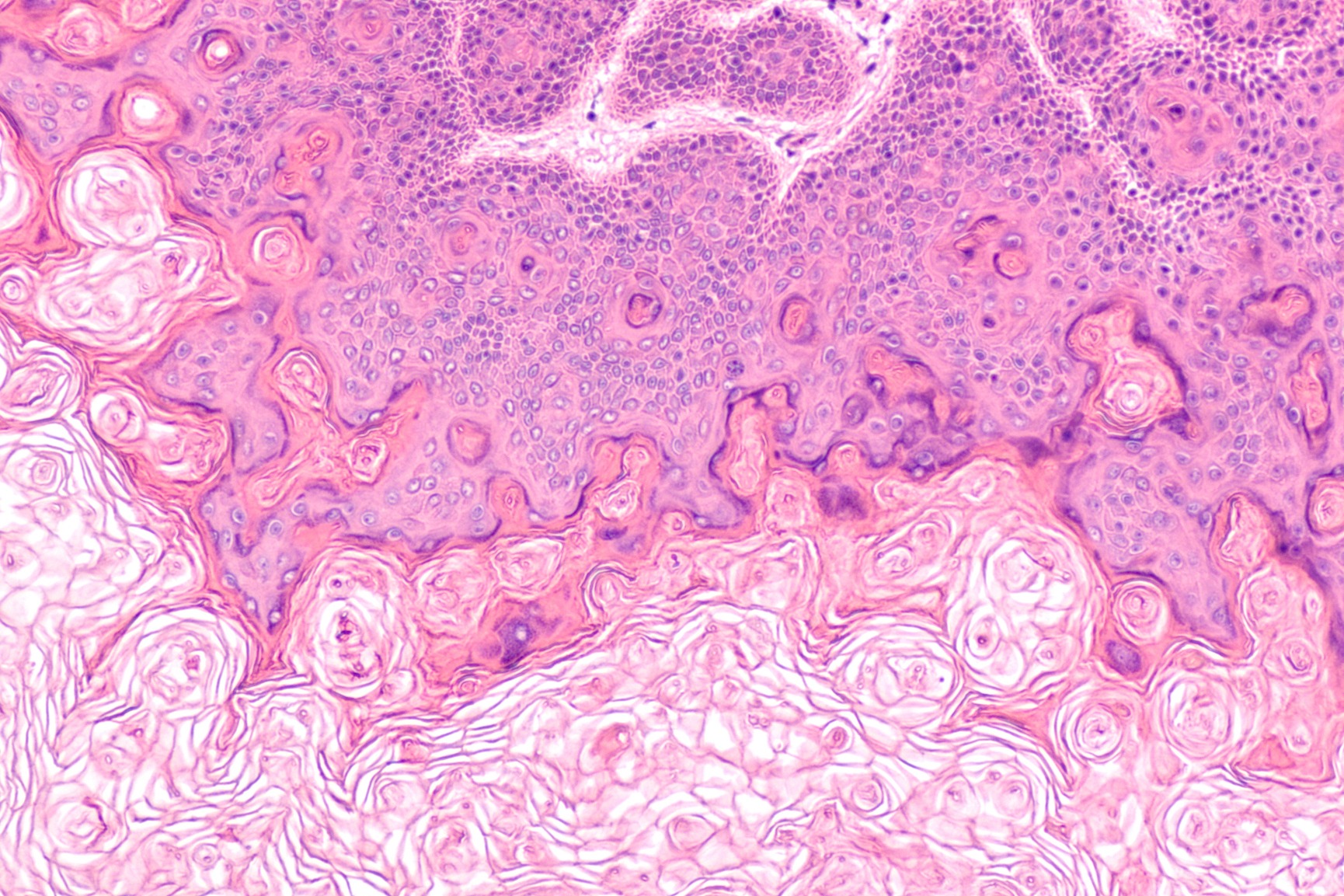 Optical Molecular Imaging and Microdosing Techniques | TRACER