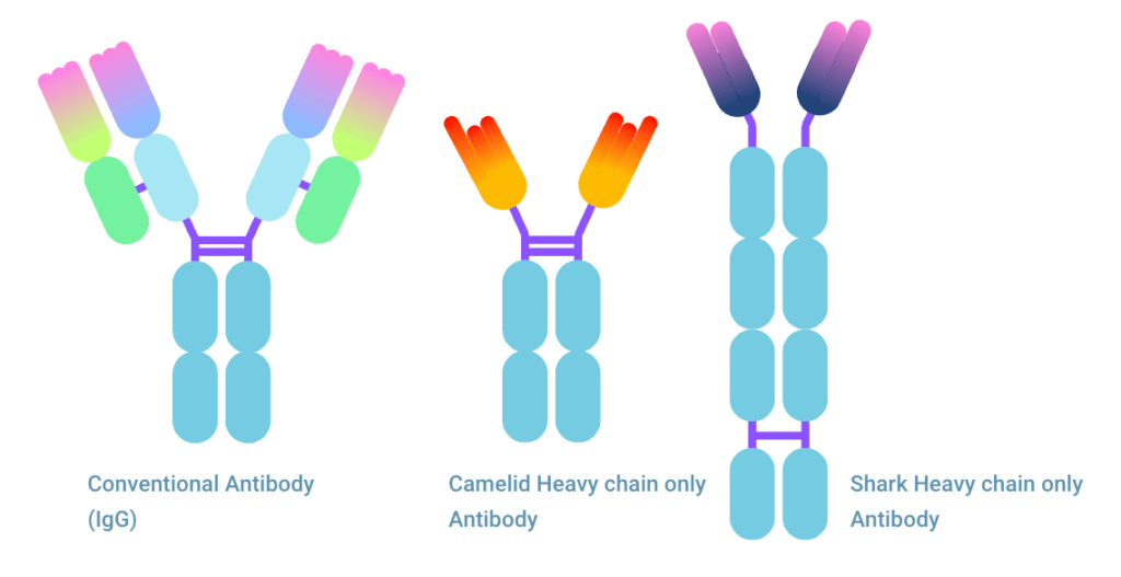 Antibody fragments | Fastest Imaging CRO | TRACER
