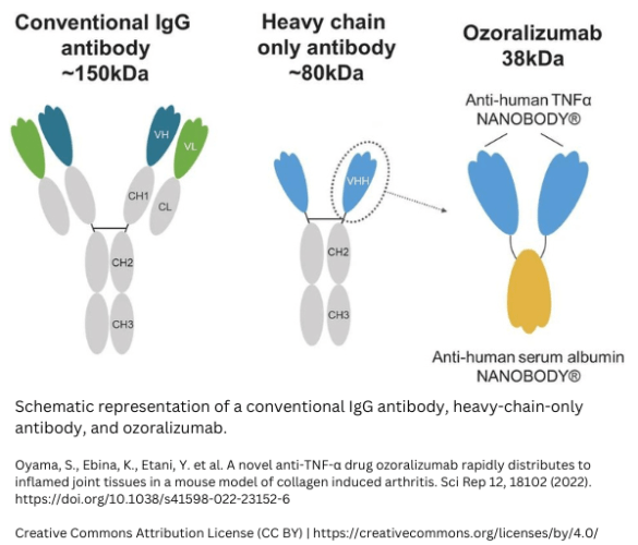 Nanobody® vs antibody | TRACER